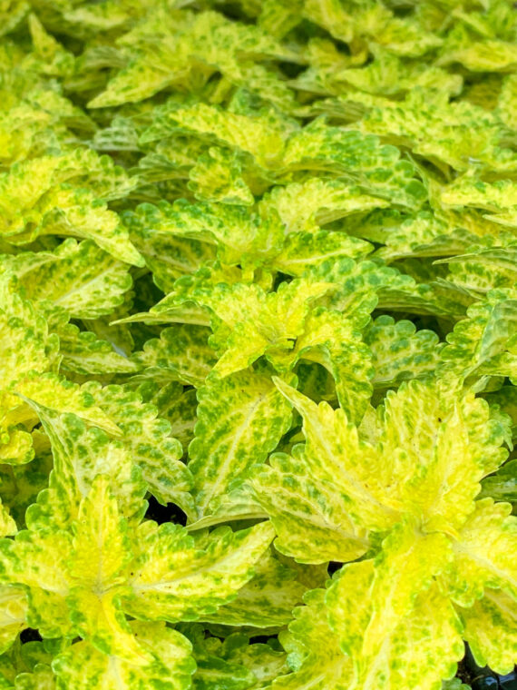 Coleus – The Garden Spot