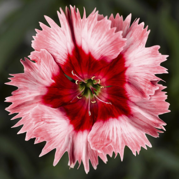 Dianthus – The Garden Spot