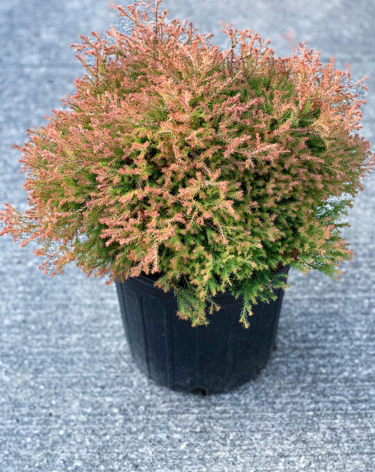 Thuja – The Garden Spot