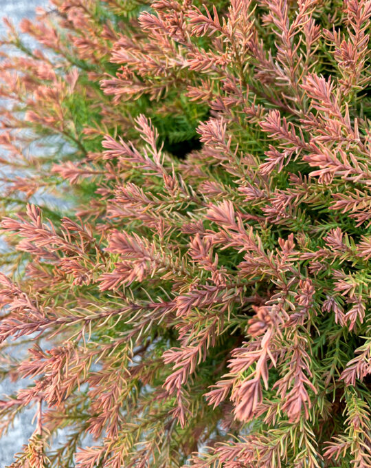 Thuja – The Garden Spot