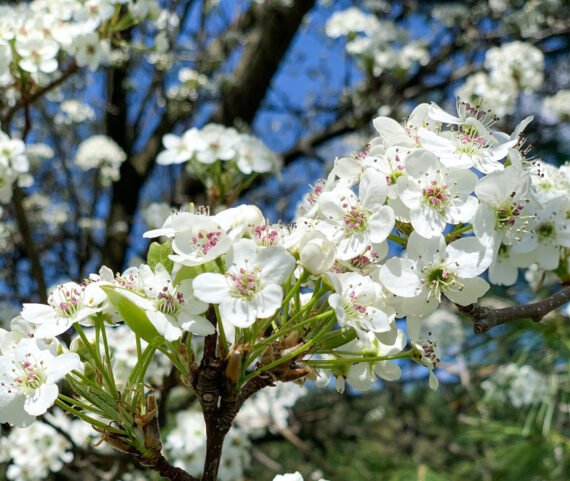 Flowering Pear Tree – The Garden Spot