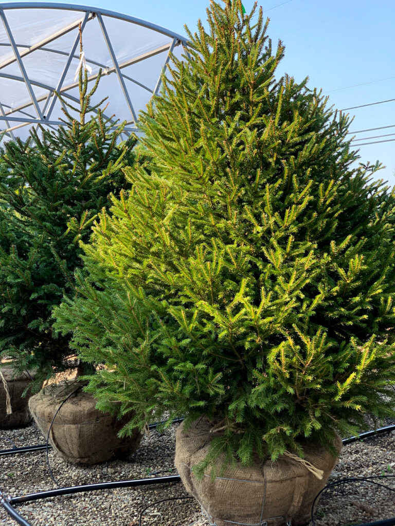 Norway Spruce Tree – The Garden Spot