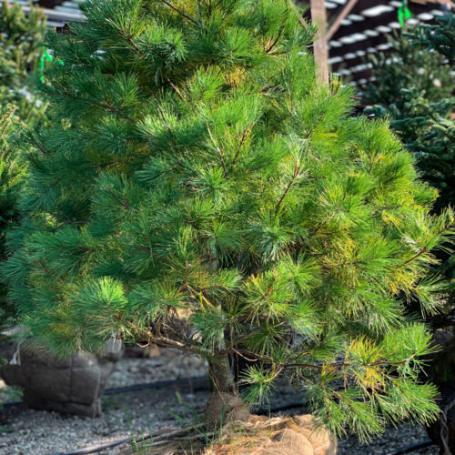 The Garden Spot – Ravenna Ohio