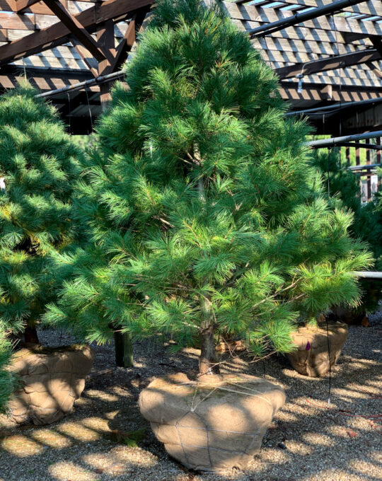 Shop – The Garden Spot