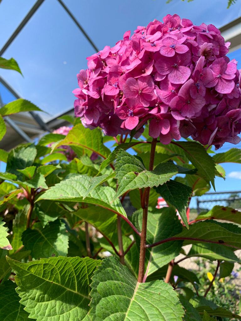 Bloomstruck Hydrangea – The Garden Spot