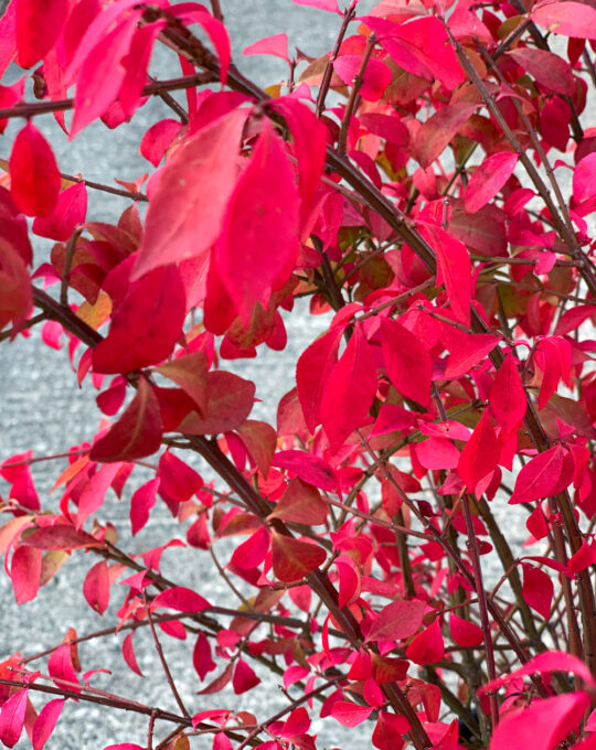 Shrubs – The Garden Spot