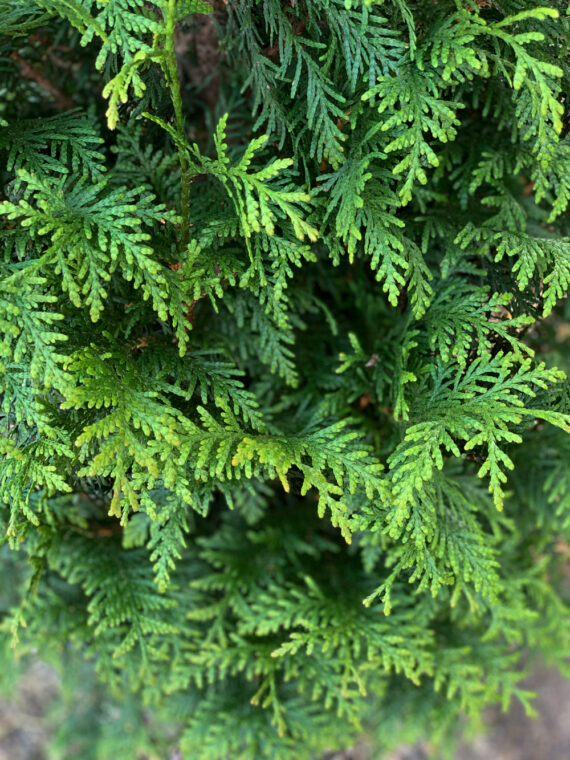 Northern Spire Arborvitae – The Garden Spot