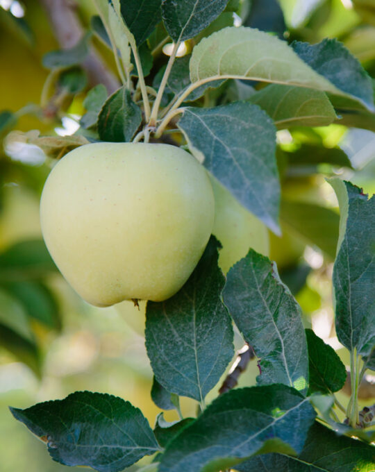 TREES – The Garden Spot