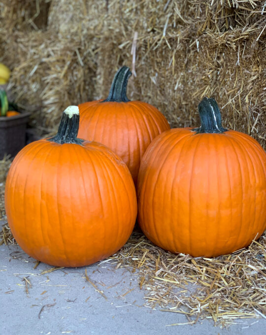 FALL – The Garden Spot