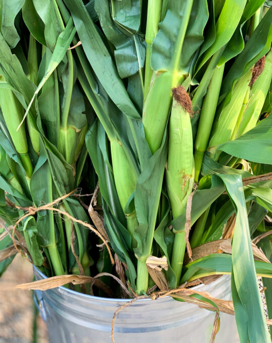 FALL – The Garden Spot