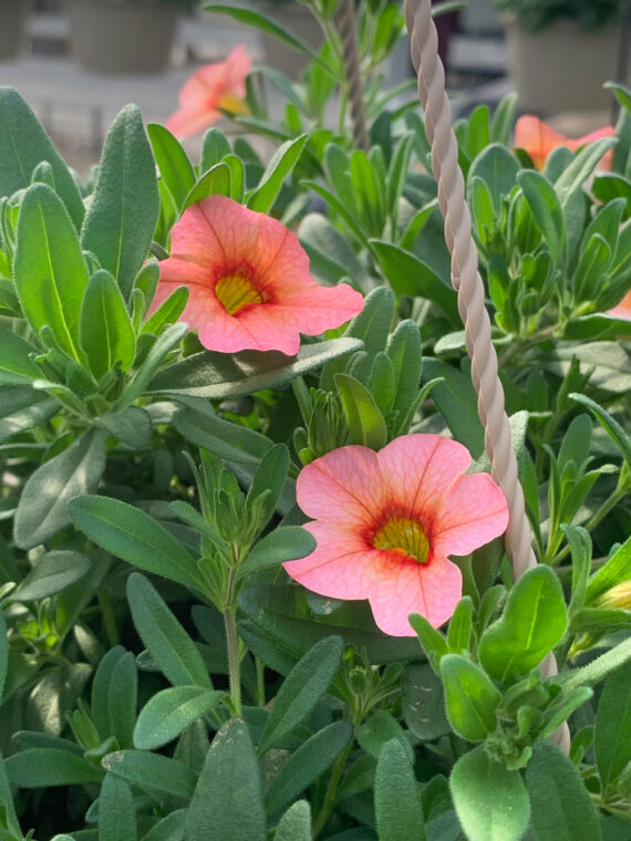 Calibrachoa Callie® – The Garden Spot