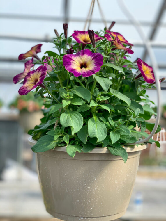 Crazytunia® Petunia – The Garden Spot