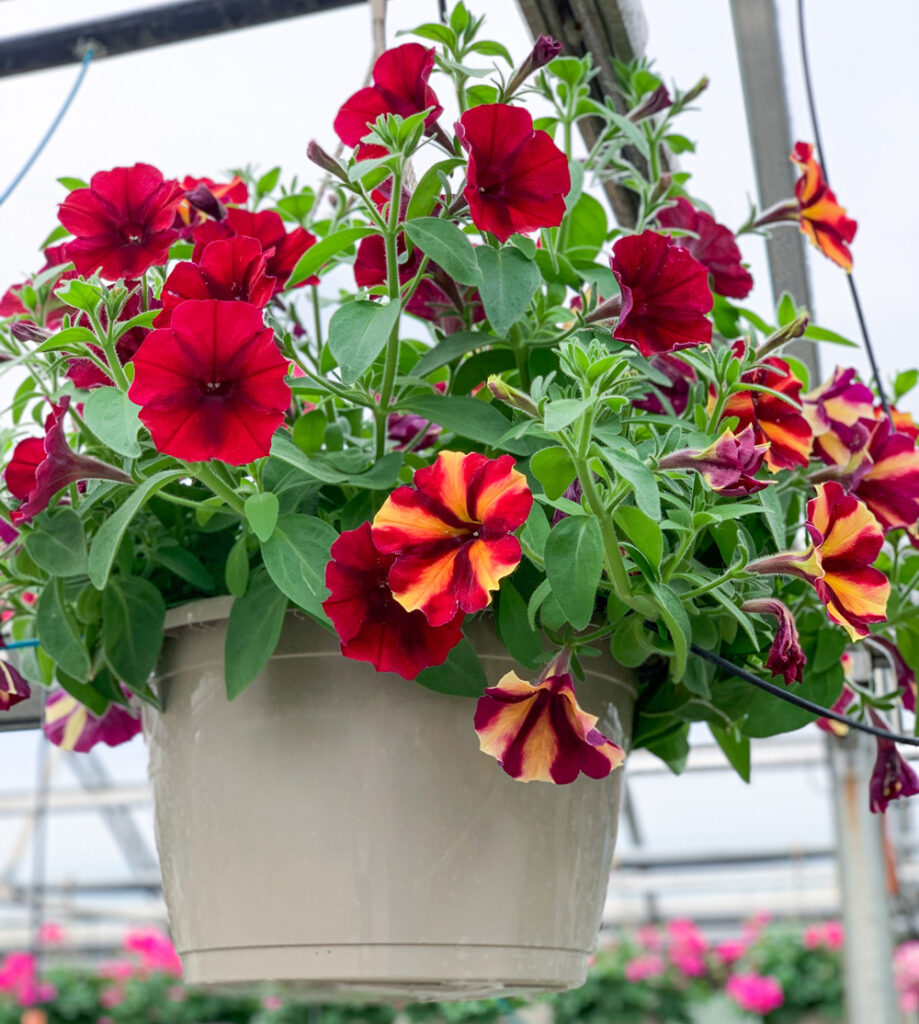 Crazytunia® Petunia – The Garden Spot
