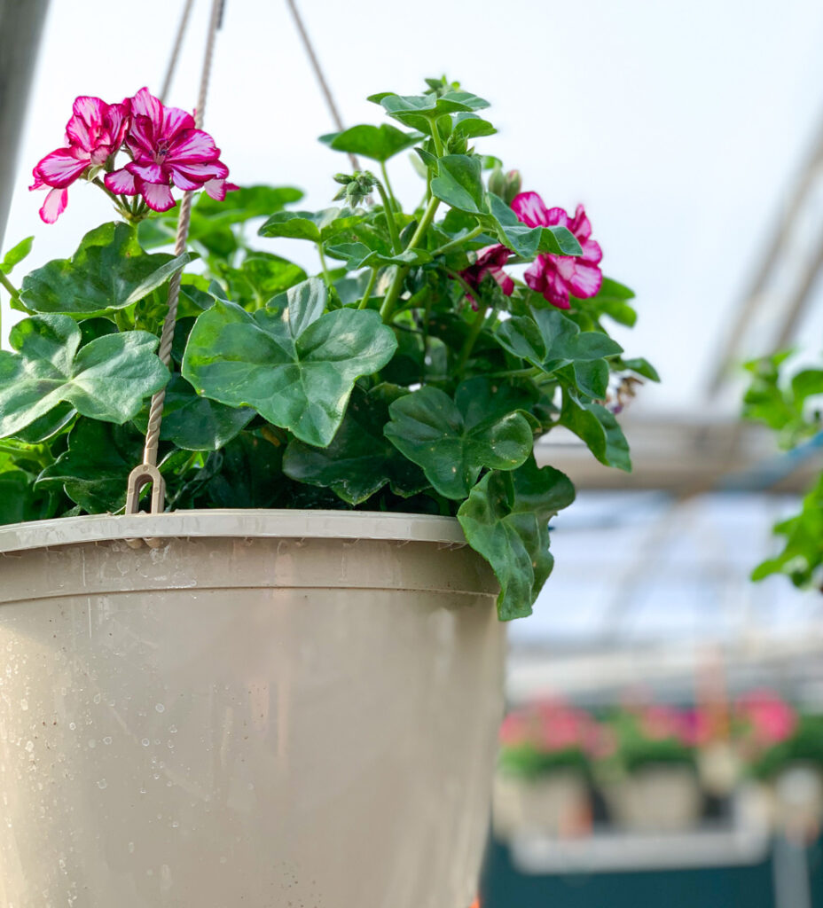 Ivy Geraniums – The Garden Spot