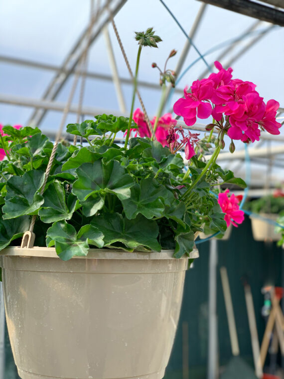Ivy Geraniums – The Garden Spot