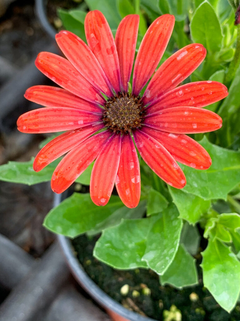 Osteospermum – The Garden Spot