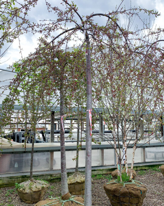 Flowering – The Garden Spot