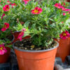 Calibrachoa – The Garden Spot