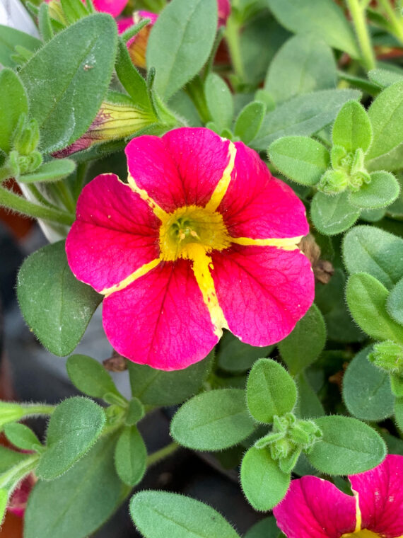 Calibrachoa – The Garden Spot