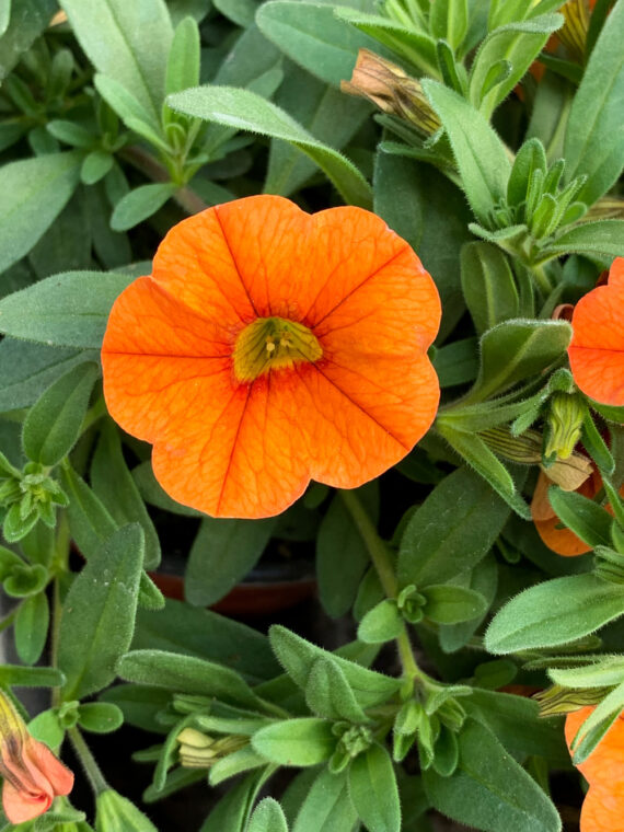Calibrachoa – The Garden Spot