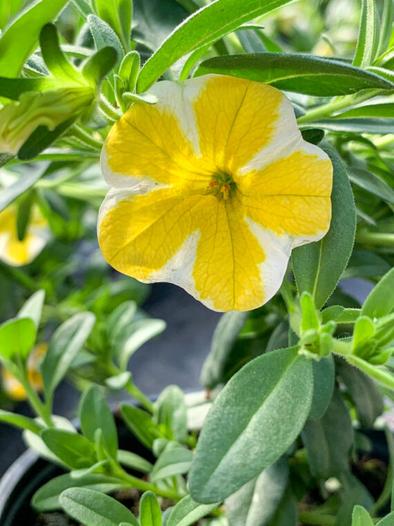 Calibrachoa – The Garden Spot