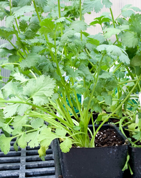 Oregano – The Garden Spot