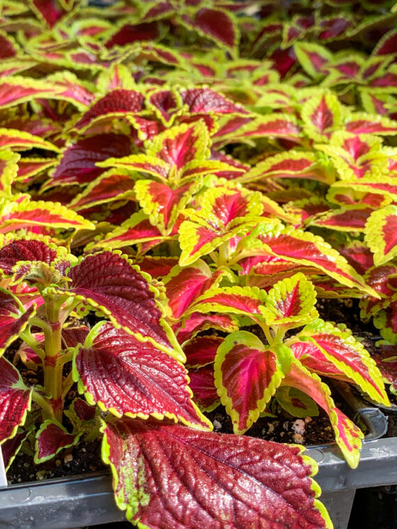 Coleus – The Garden Spot