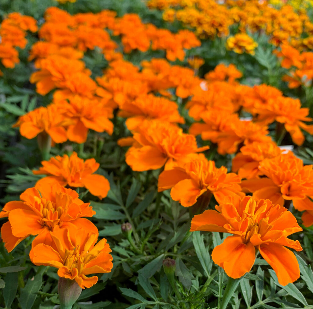 Marigolds – The Garden Spot
