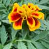 Marigolds – The Garden Spot