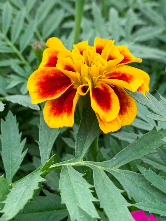 Marigolds – The Garden Spot